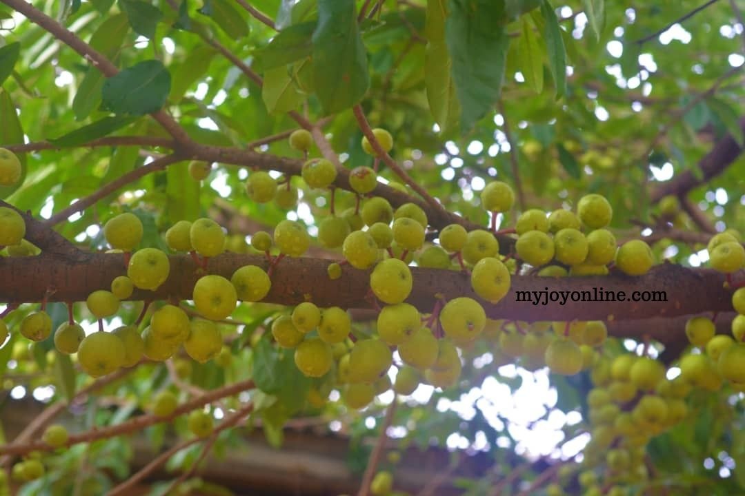 Government urged to consider prospects of growing apples in Ghana ...