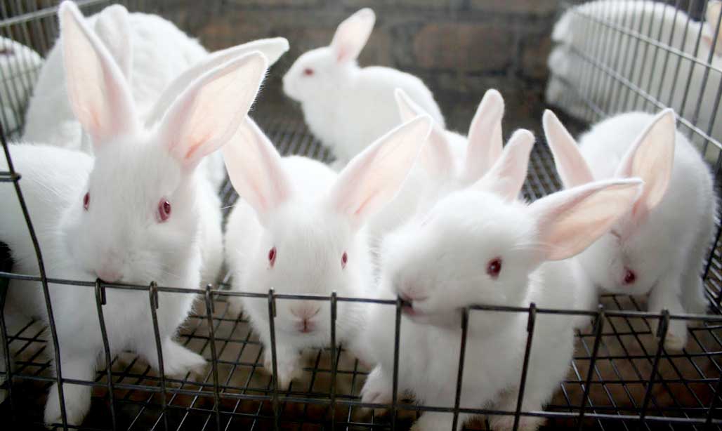 Impact of Rabbit Hemorrhagic Disease in Ashanti Region - MyJoyOnline