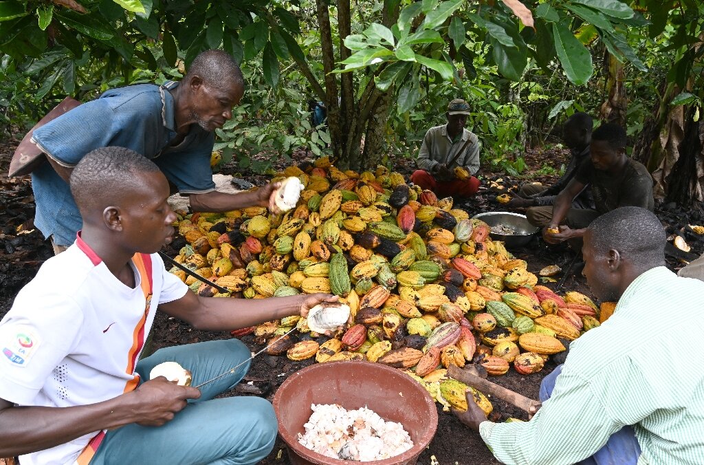 Cocoa farmers urged to embrace mass spraying exercise - MyJoyOnline