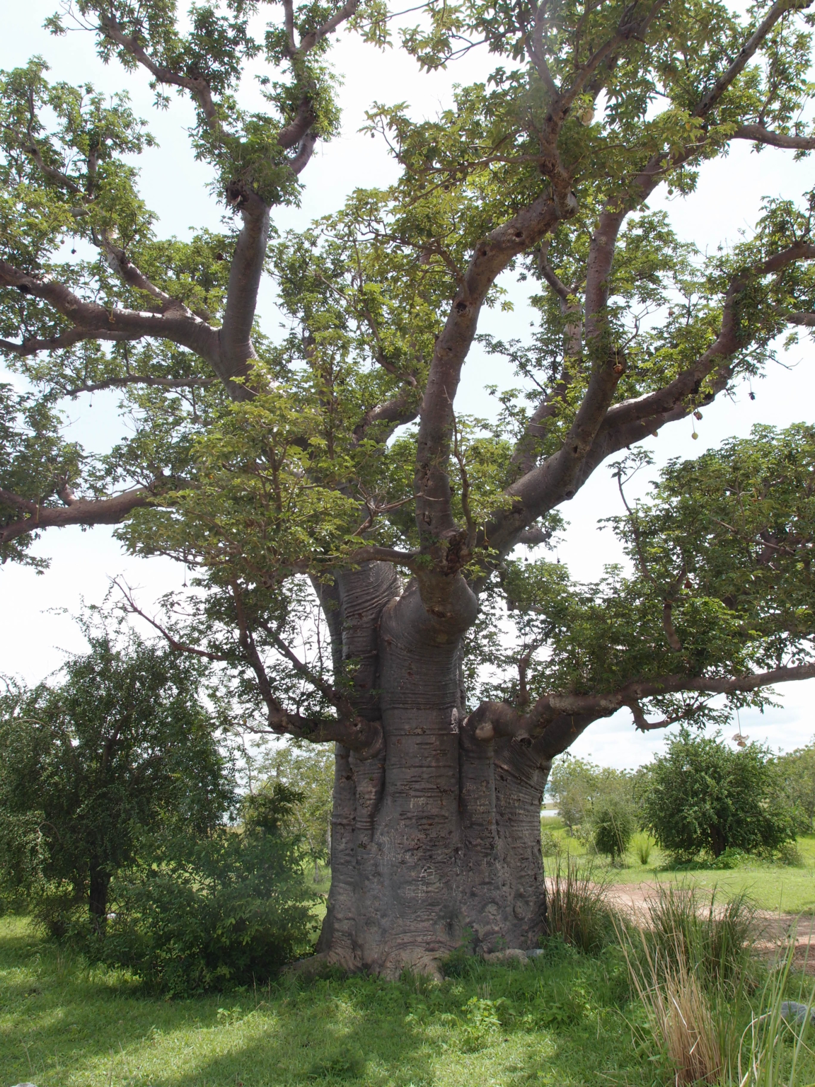 The baobab tree: The majestic tree of life in the dry Savannah ...
