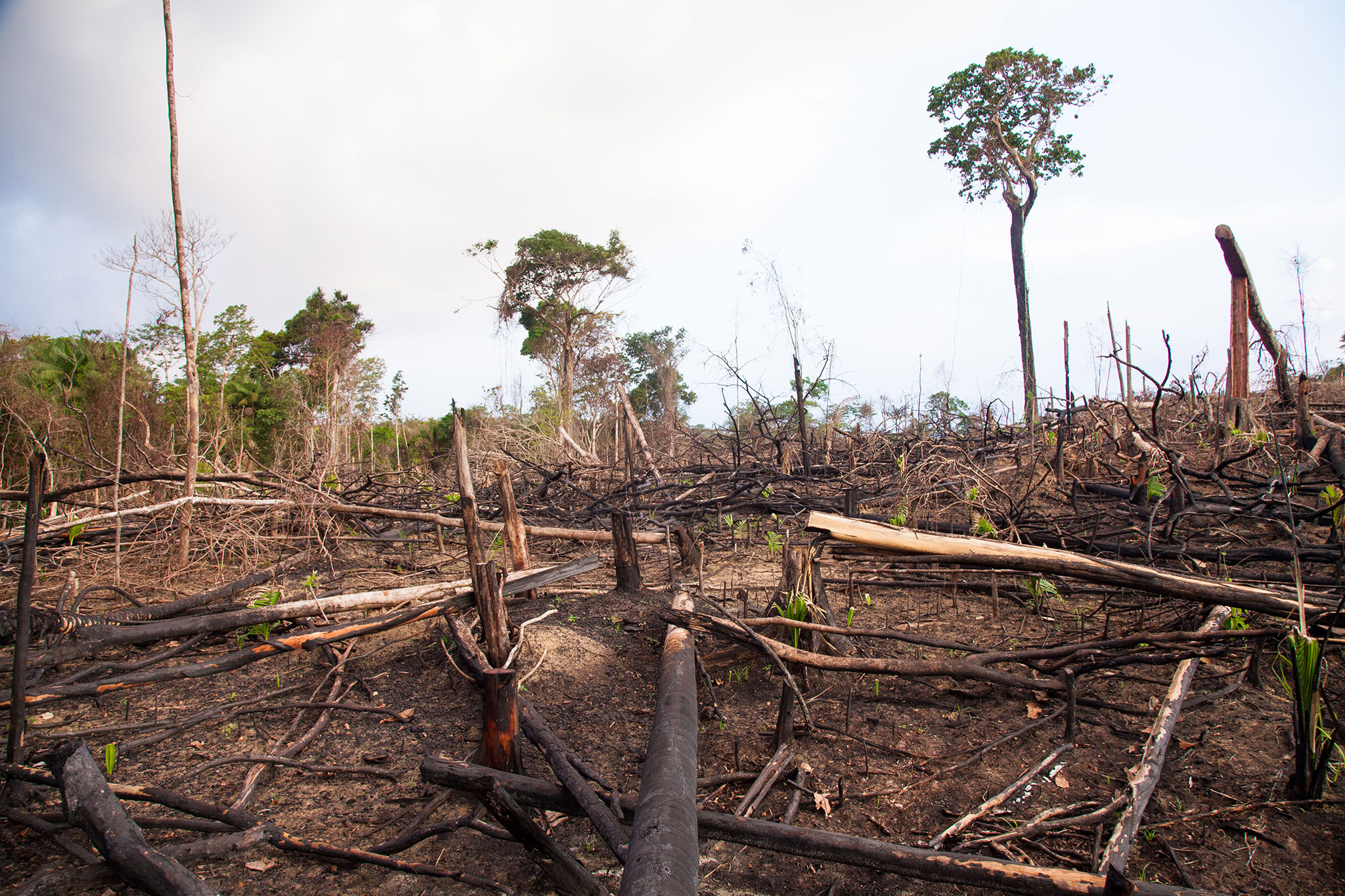 Deforestation: Ghana employs earth observation technologies to monitor ...
