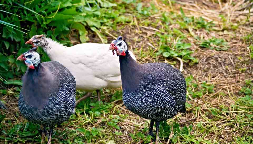 NDC's Guinea fowls flew to Burkina Faso and never returned - Bawumia ...