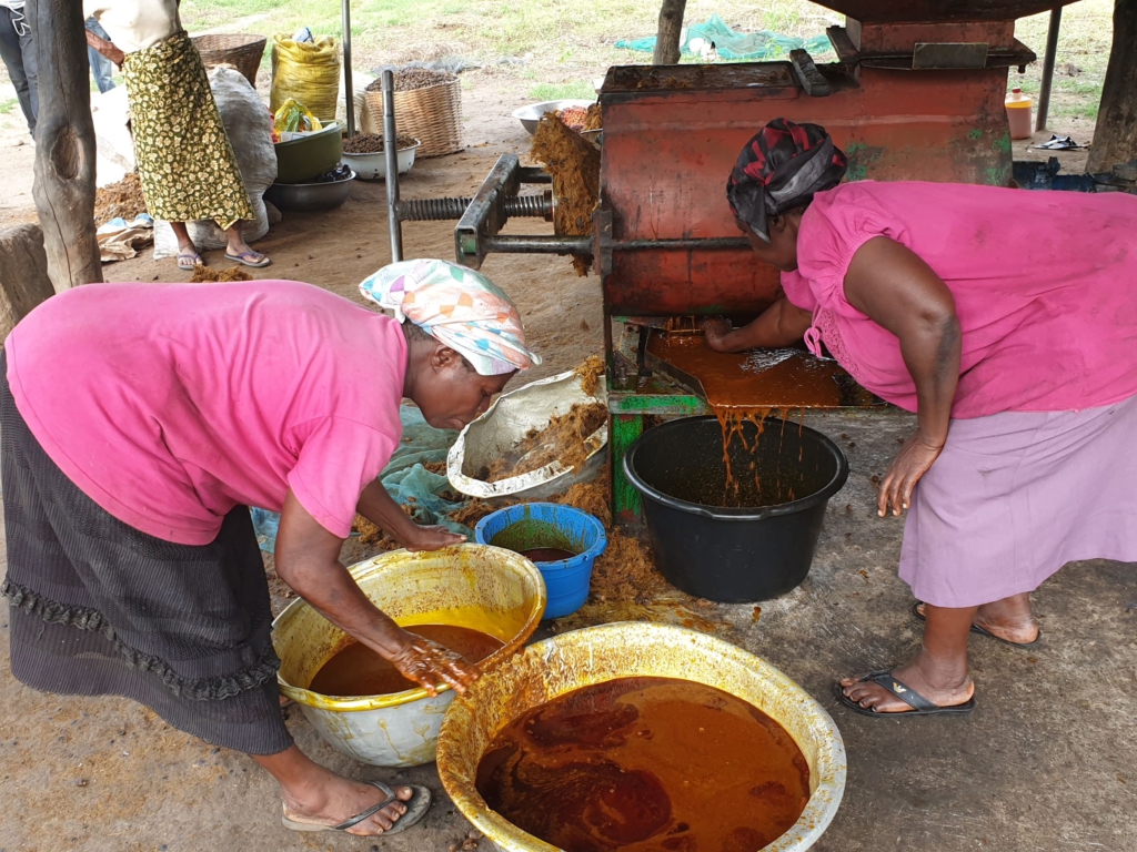 Oil Palm has huge economic potentials for Ghana - ISSER - MyJoyOnline