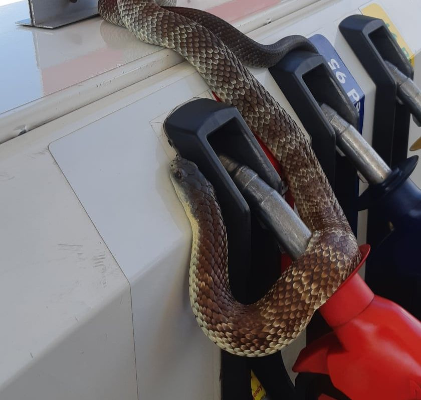 Deadly snake found wrapped around gas pump in Australia - MyJoyOnline