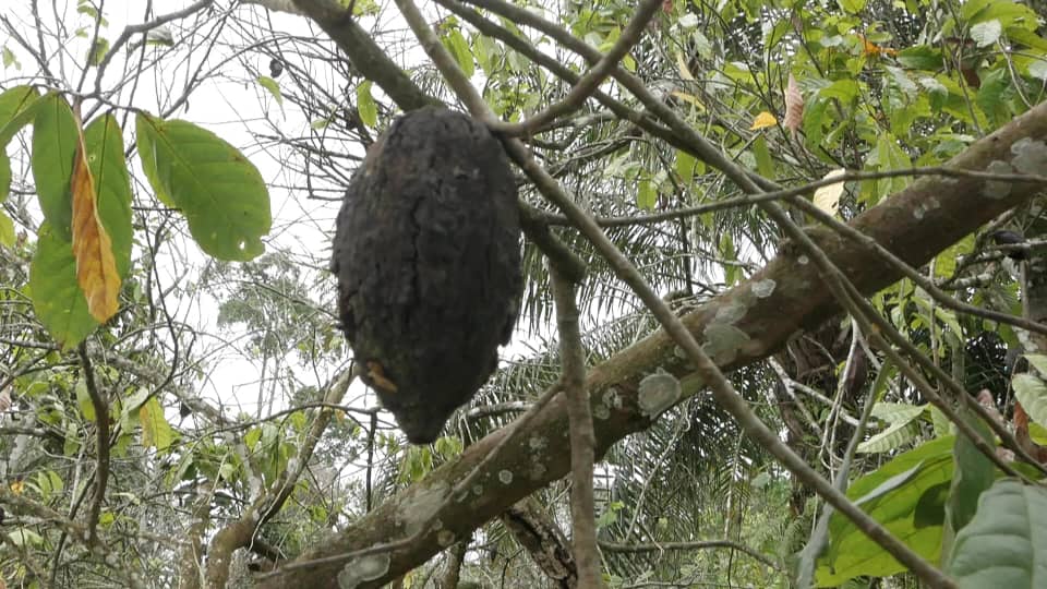 Swollen shoot virus takes over cocoa farms in Western North Region ...