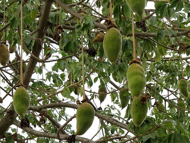 The baobab tree: The majestic tree of life in the dry Savannah ...