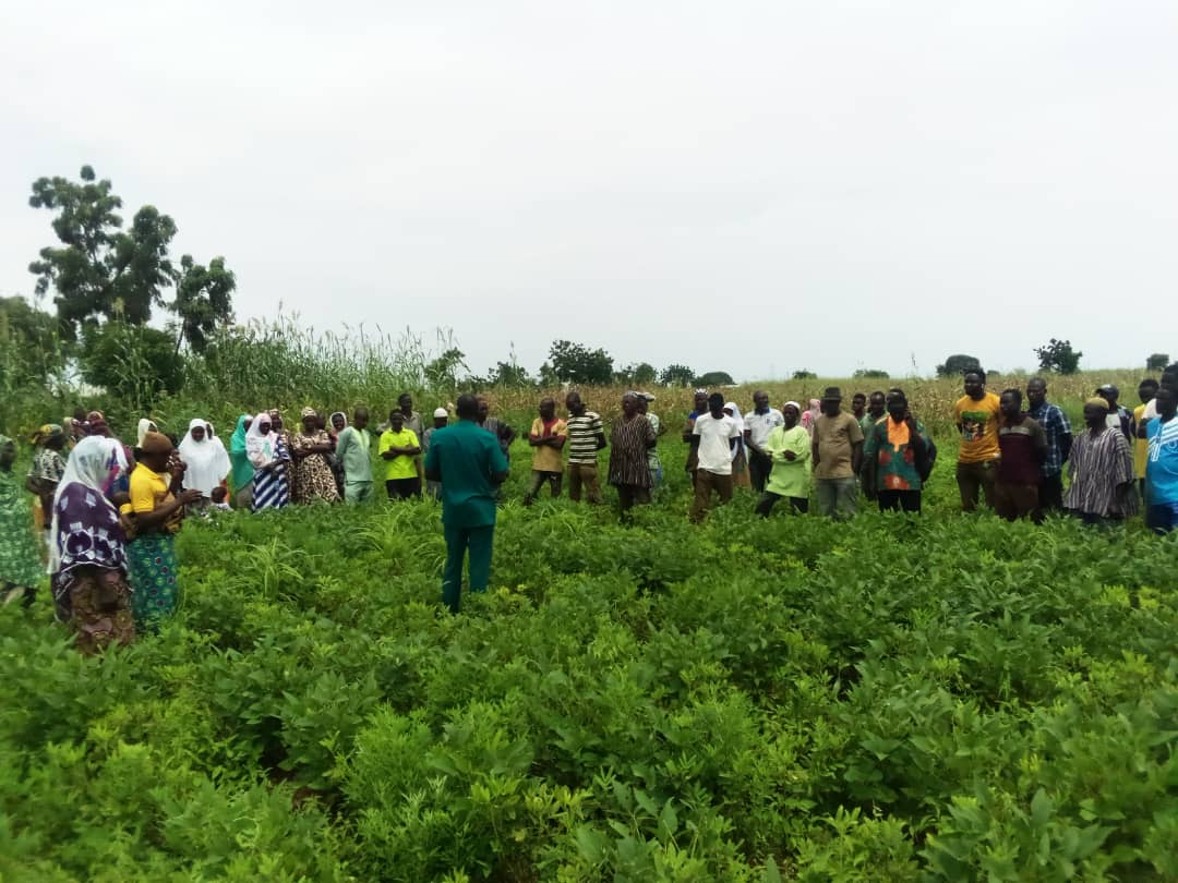 CSIR-SARI introduces high yielding groundnut varieties to farmers - MyJoyOnline