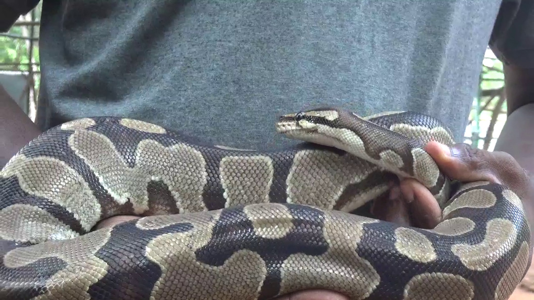 Covid-19 didn’t affect export of pythons from Ghana – Wildlife Division ...