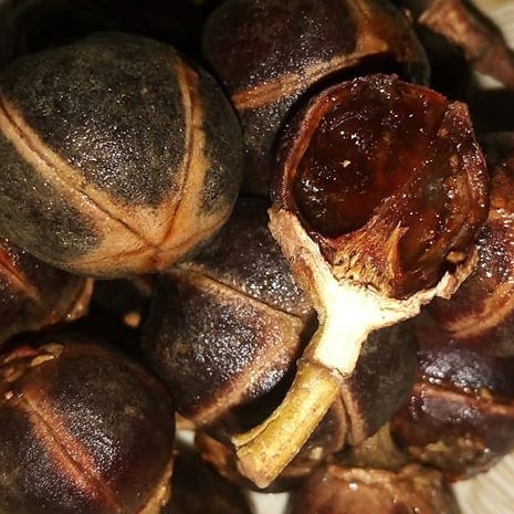 The Goron Tula craze: A purported aphrodisiac and wonder fruit ...