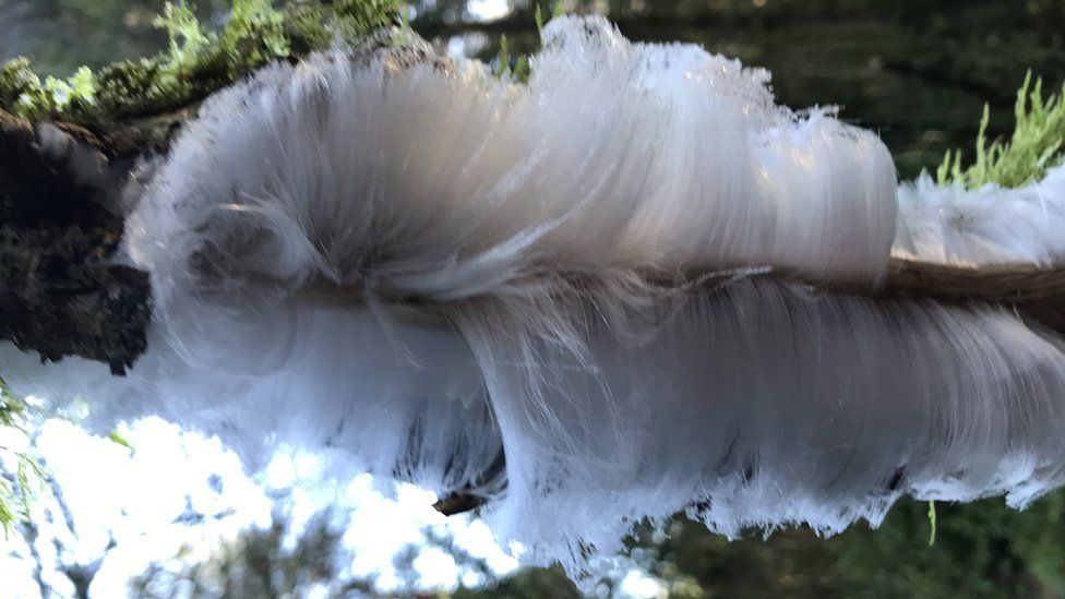 Hair ice: The strange phenomenon of 'candy floss' on trees - MyJoyOnline