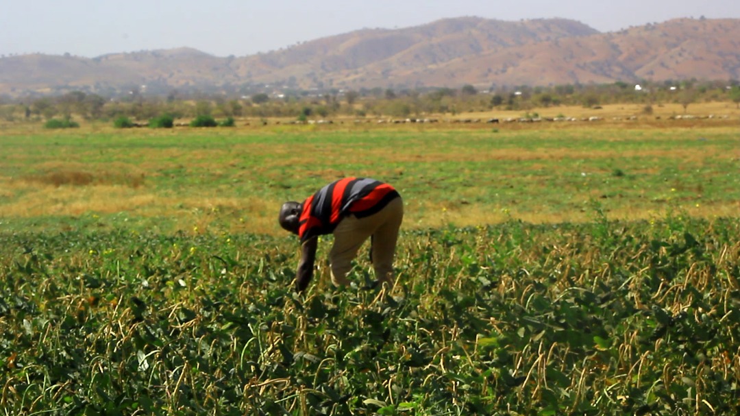Decline in Food Security Index report exposes failed agricultural ...