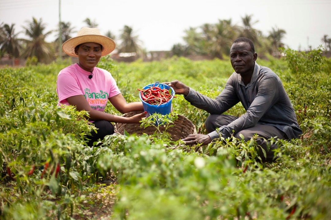 Farmers in Ada East decry high cost of chilli pepper seedlings and ...