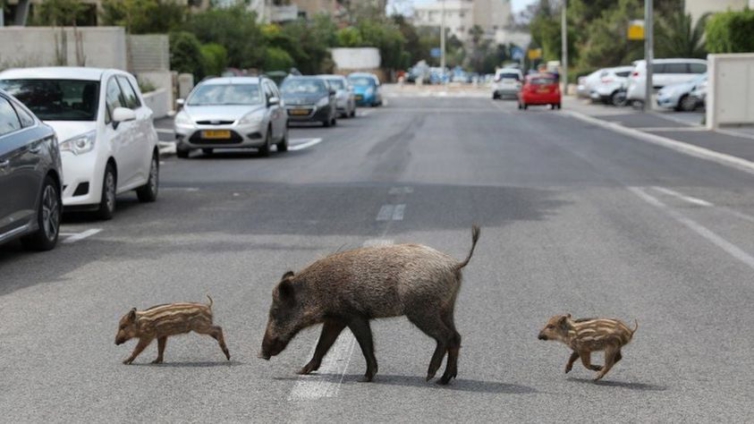 The Israeli City where humans live alongside wild boars - MyJoyOnline.com