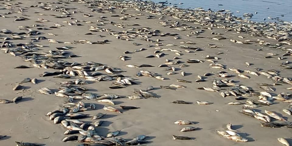 FDA urges Ghanaians to momentarily stop consumption of salted shark ...