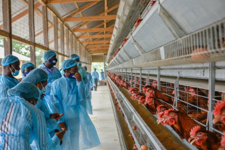 Ghana Poultry Project trains youth in entrepreneurship - MyJoyOnline.com