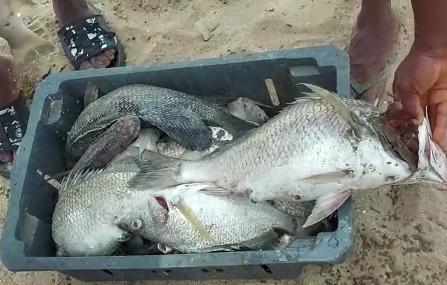 Fish stress caused fish mortality at Osu – Hawa Koomson - MyJoyOnline