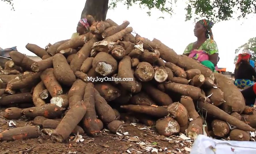 Ghana to produce cassava with high starch content for export - MyJoyOnline