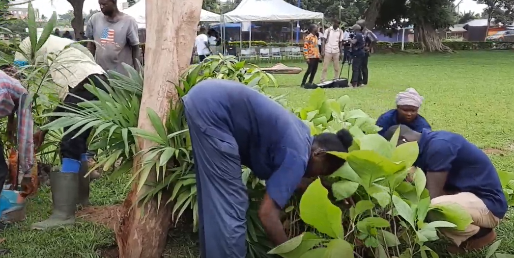 Bono Regional Forestry Commission plants over 320,000 tree seedlings ...
