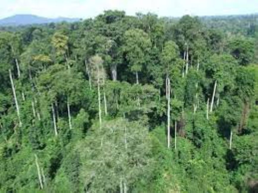 Mondi, IUFRO partner to identify scientific solutions to address impact ...