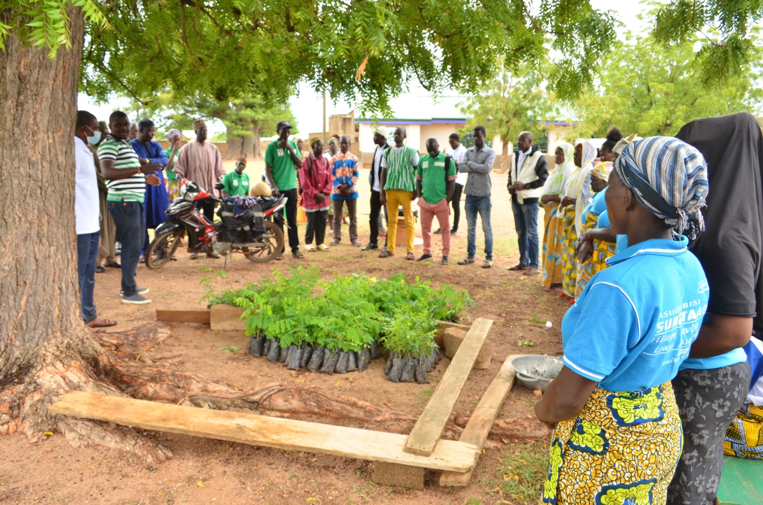 Green Ghana Day: GhaFFaP aims to plant 3 million trees to support ...