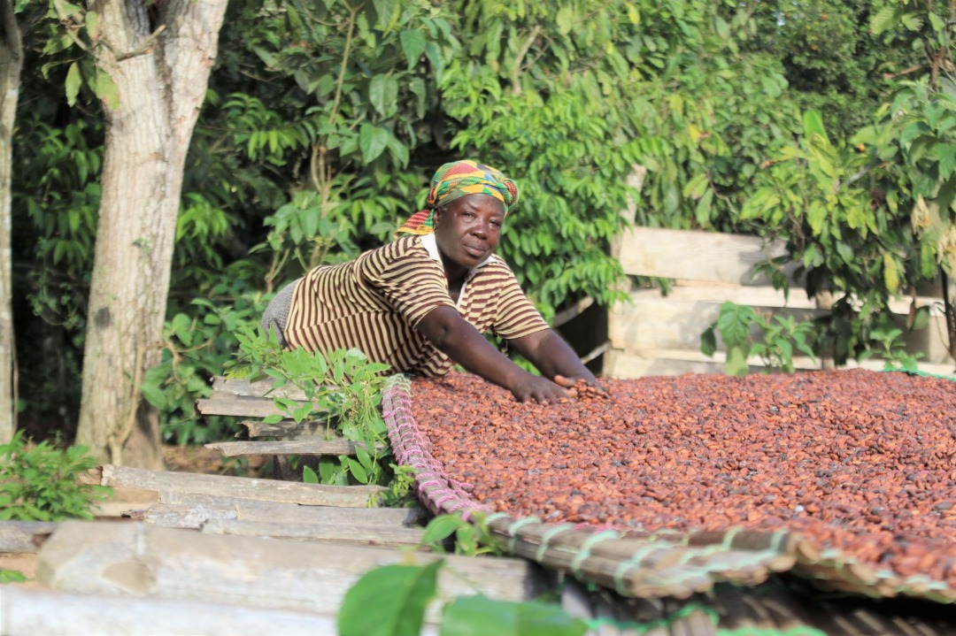 Shading the cocoa trees for people and nature - MyJoyOnline