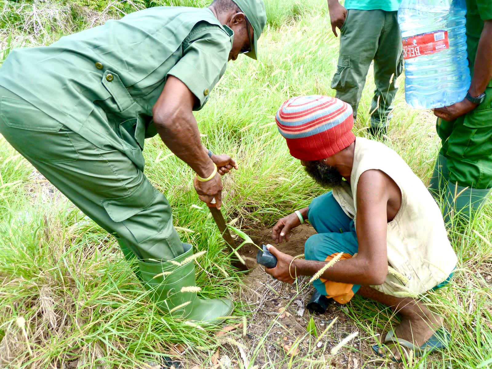 Cultivate habit of tree planting - CEO of Denyigbalorlor Foundation ...