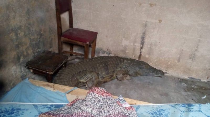 Crocodiles stray into homes from flood waters at Tempane in UER; eat ...