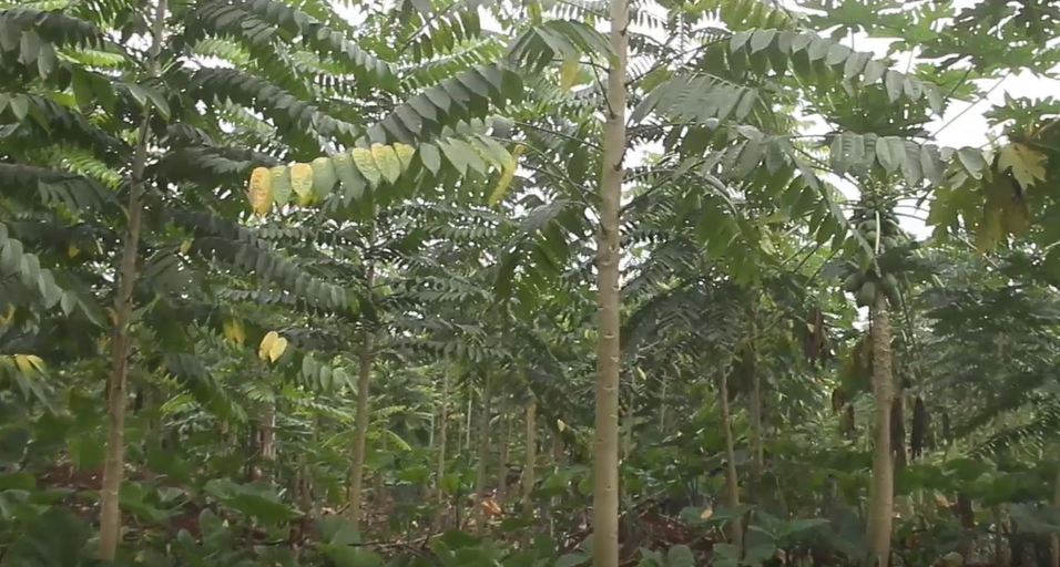 Restocking degraded Tinte Bepo Forest reserve - MyJoyOnline