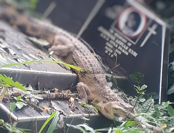 Strange crocodile invades Chiraa cemetery, residents living in fear ...