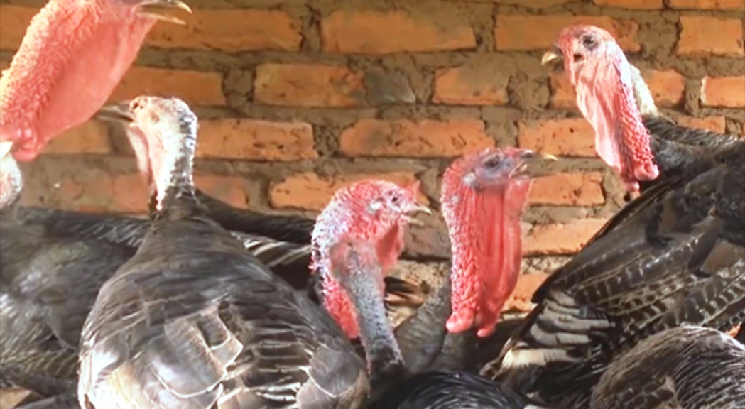Turkey farm owner demands more attention for the Agric sector - MyJoyOnline