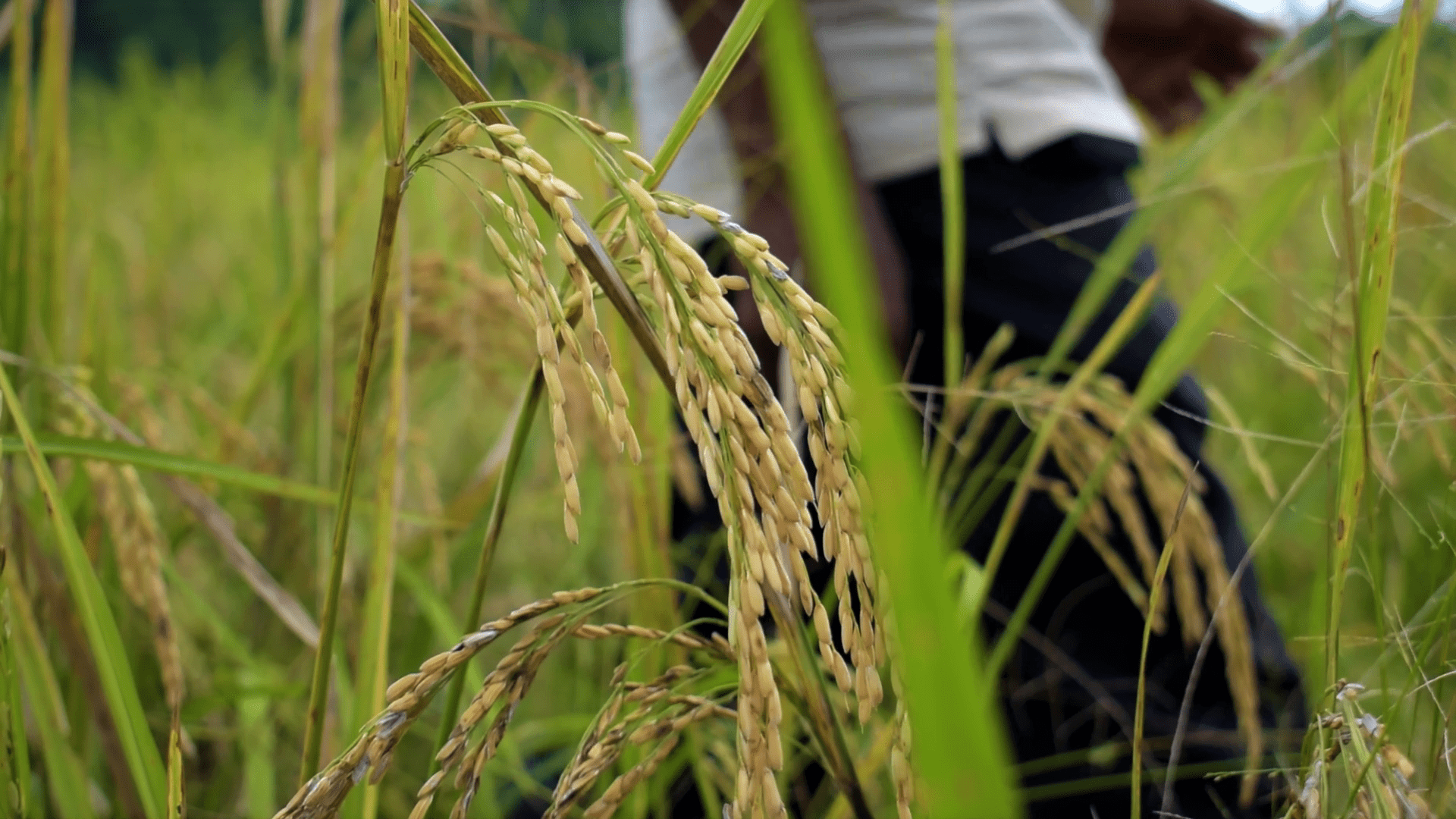 CSIR-SRI introduces SAWAH technology to boost rice production ...