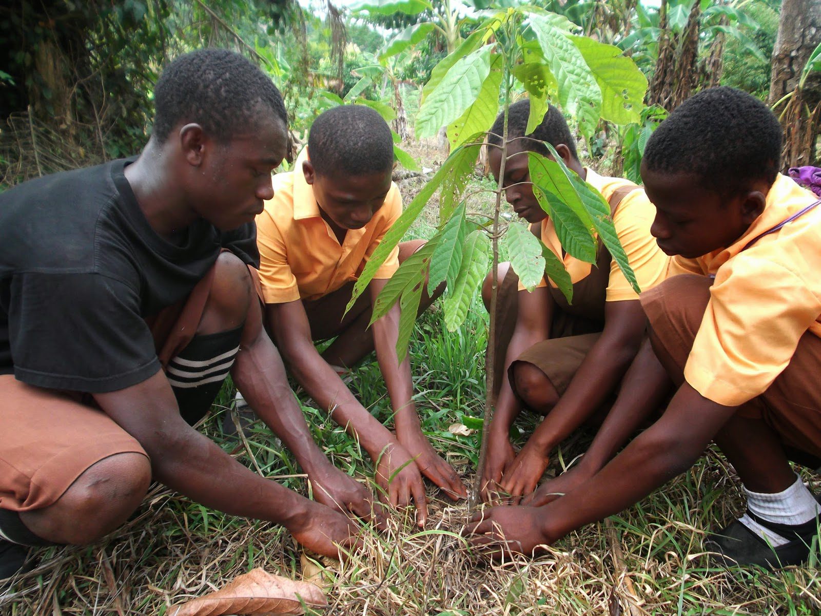 School engaged in tree planting to combat climate change - MyJoyOnline