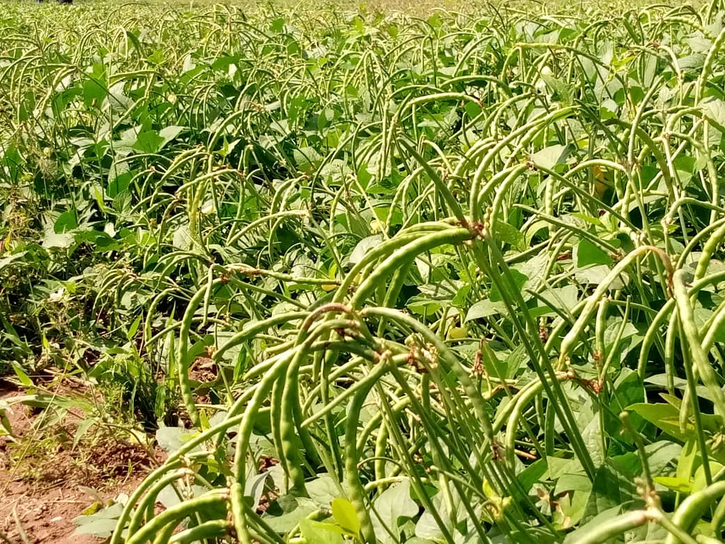 Farmers at Ejura welcome new varieties of cowpeas from CSIR-CRI ...