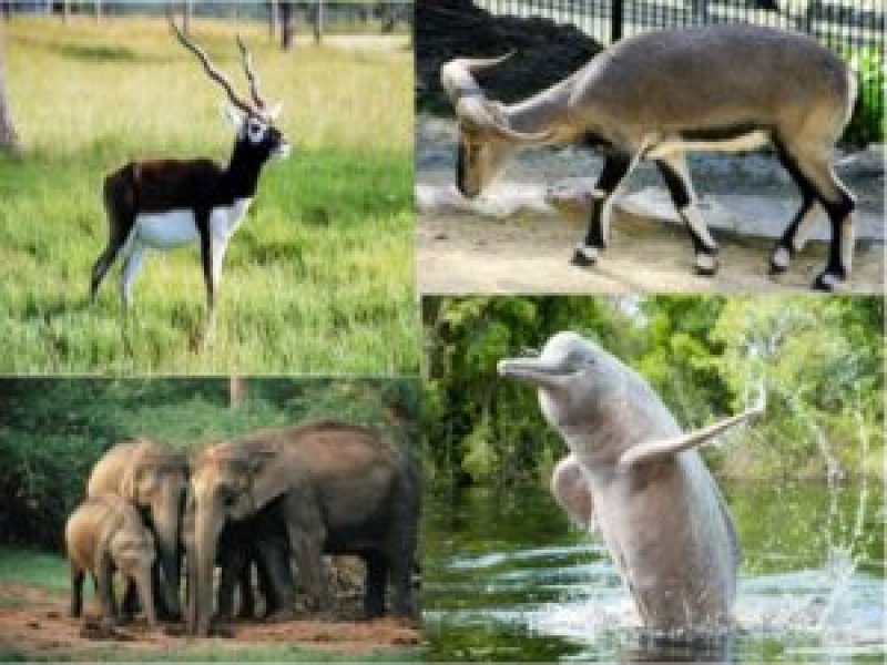 Cabinet approves new Wildlife Resources Management Bill - MyJoyOnline