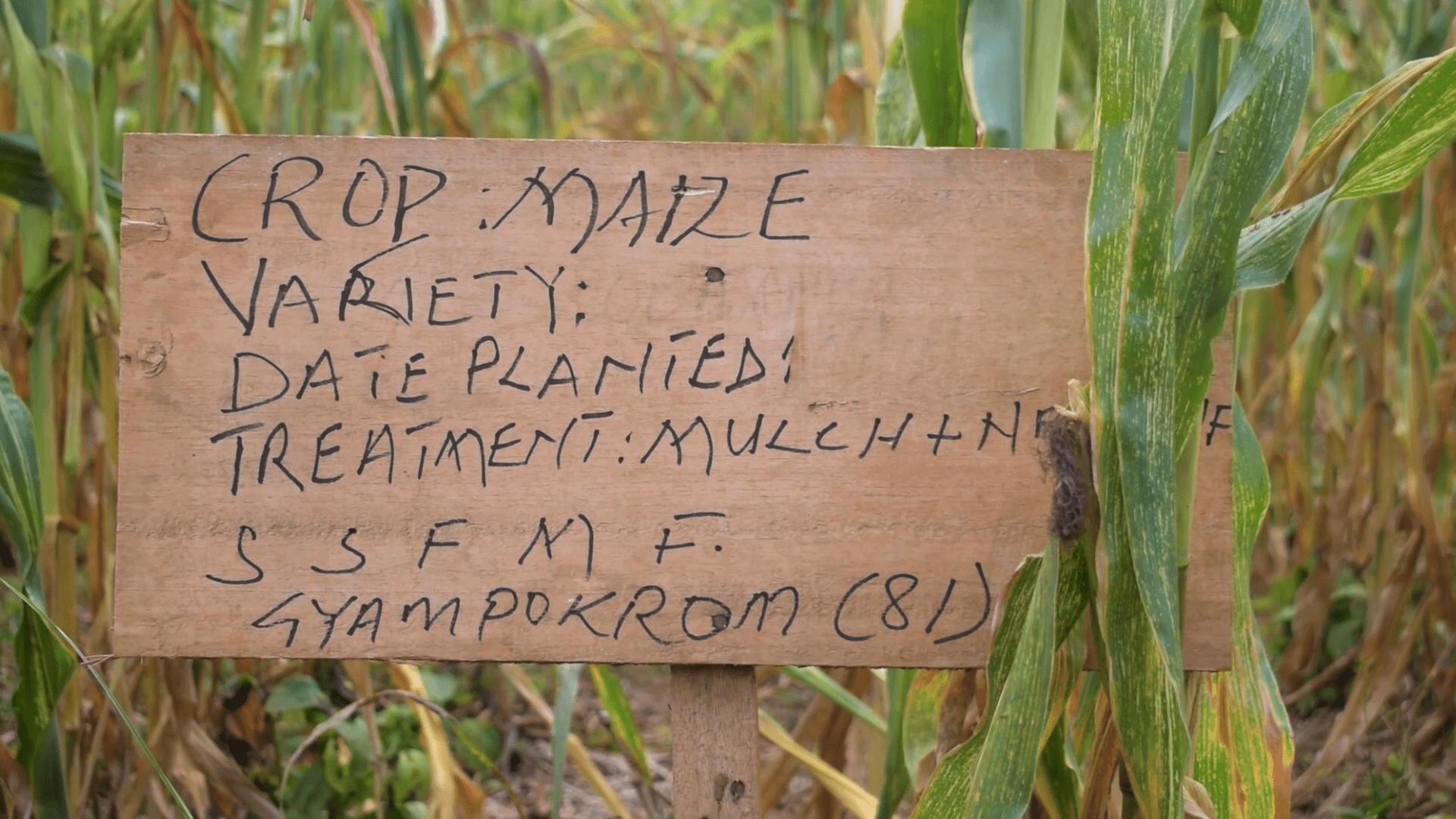 CSIR - Soil Research Institute advocates for fertilizers to increase ...