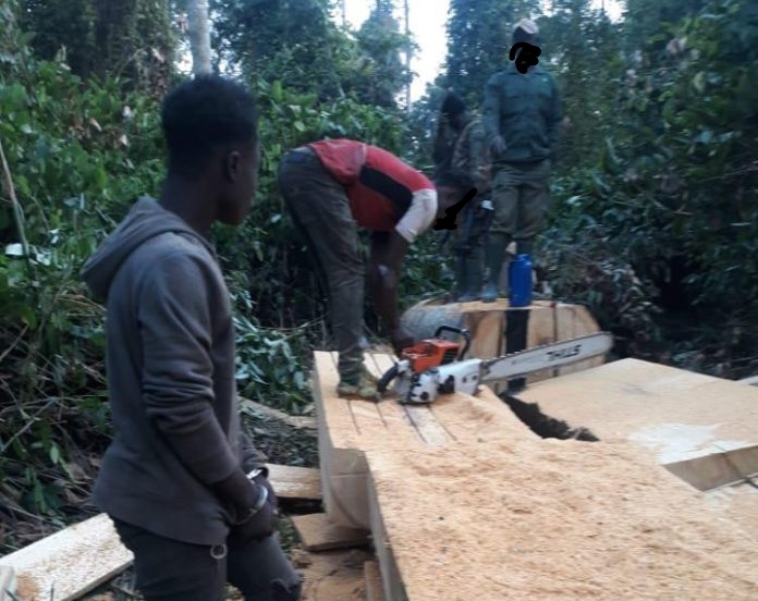 4 illegal chainsaw operators arrested; 10 others remanded - MyJoyOnline