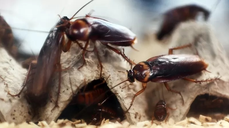 Man makes a fortune from cockroach farming - MyJoyOnline