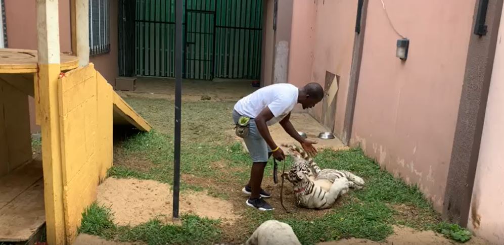 Video of trainer playing with Cheddar's tigers pops up - MyJoyOnline