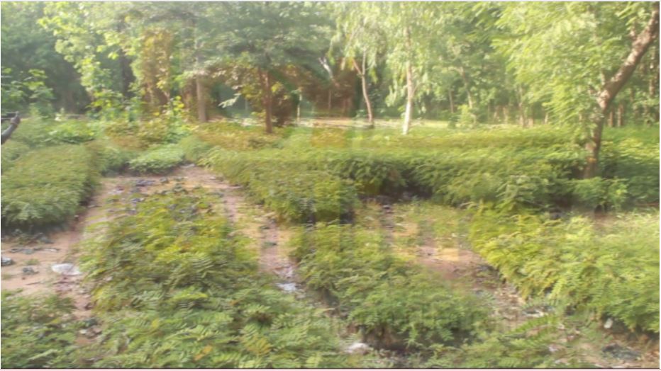 Forestry Commission to plant 3.7 million trees in northern Ghana ...