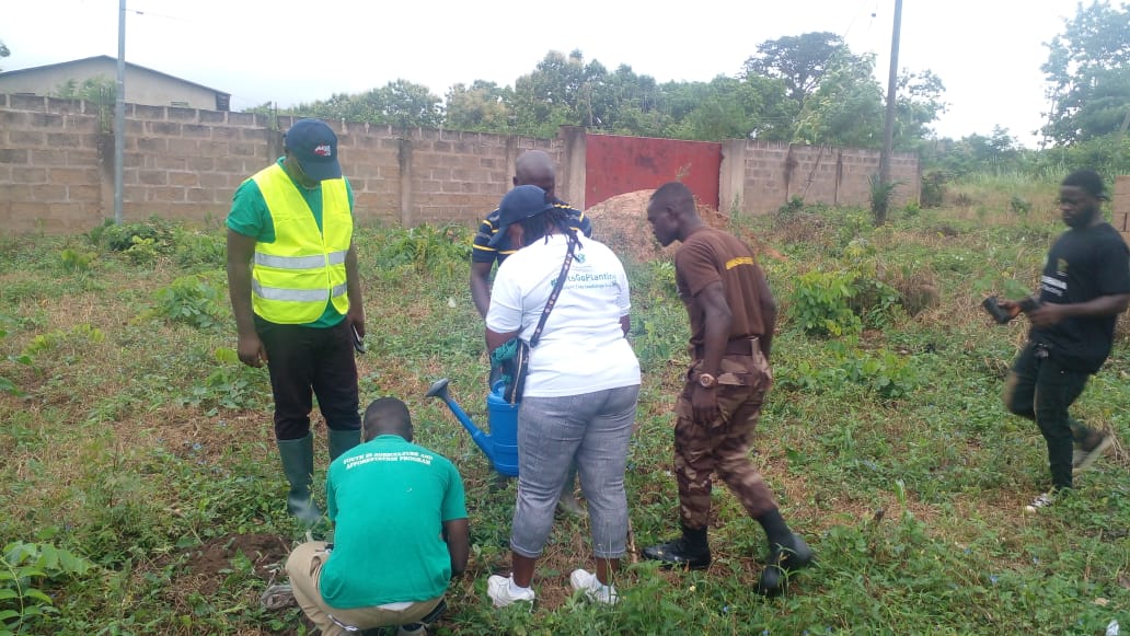 Green Ghana: Kpando Municipal Assembly plants over 6,000 trees ...