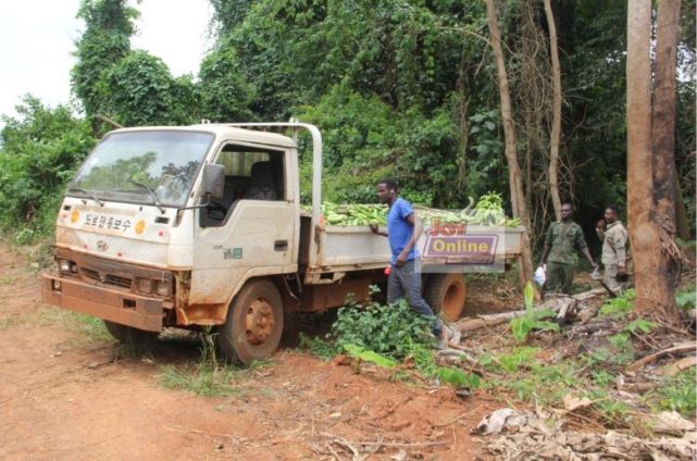 Juaboso Forest District goes hard on farmers failing to use Taungya ...