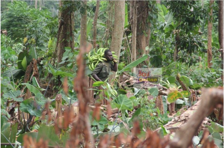 Juaboso Forest District goes hard on farmers failing to use Taungya ...