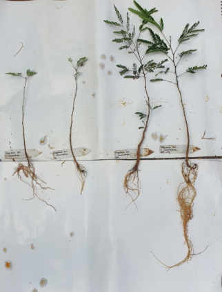 Reviving a poisoned earth: How a fungus is giving hope to Ghana’s ...