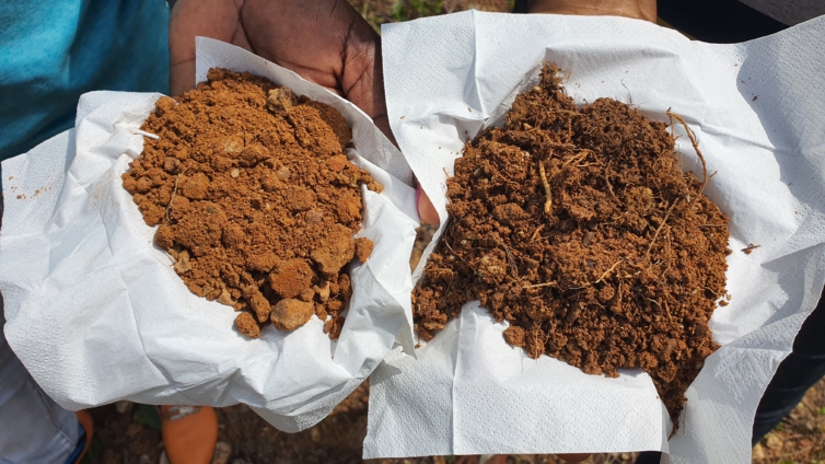Reviving a poisoned earth: How a fungus is giving hope to Ghana’s ...