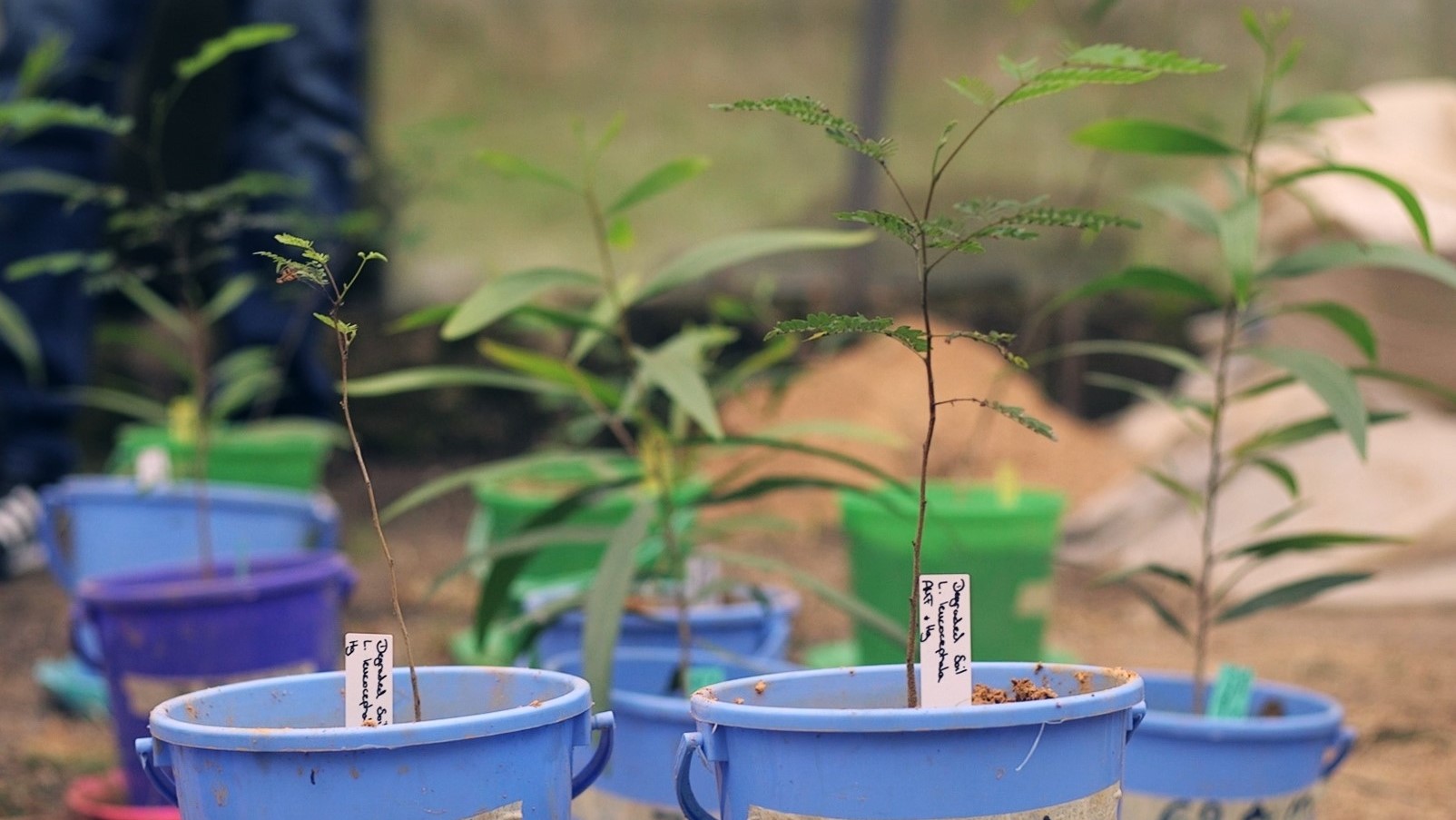 Reviving a poisoned earth: How a fungus is giving hope to Ghana’s ...