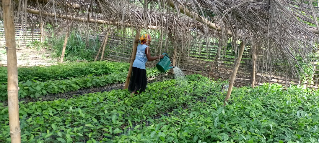 Lean Project Gives 200k Indigenous Tree Seedlings To Communities In High Forest Zone Areas