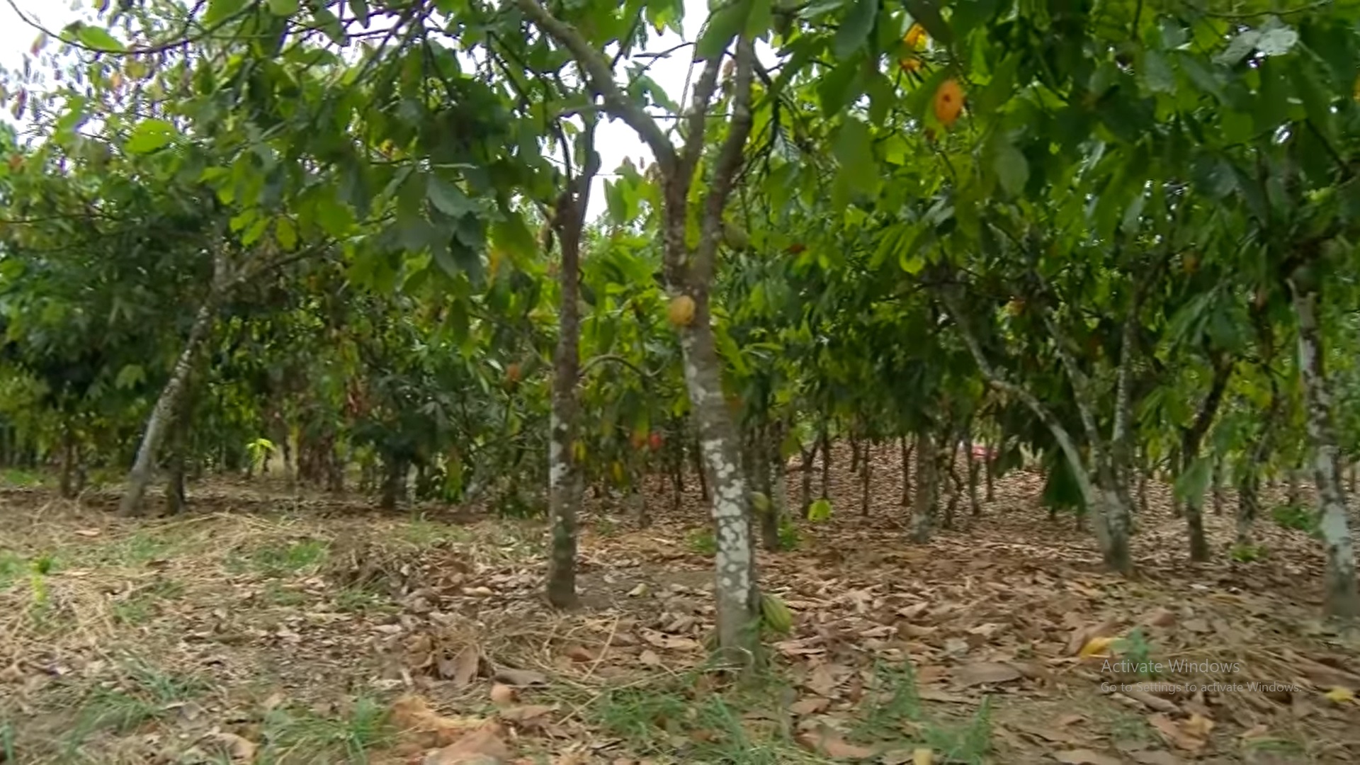 How illegal mining, climate change rob cocoa farmers of arable land in ...