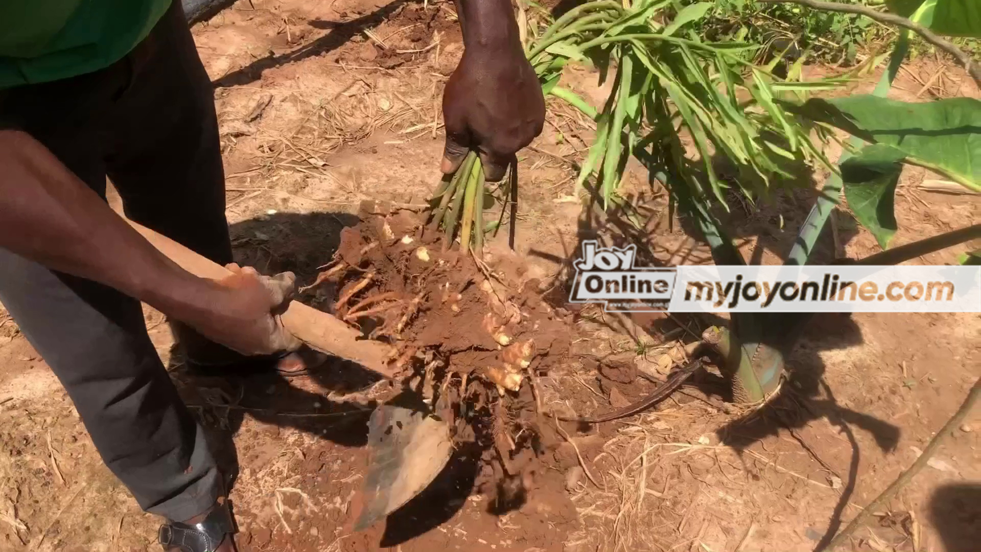 Gyankobaa ginger farmers count losses as factory sits in bush ...