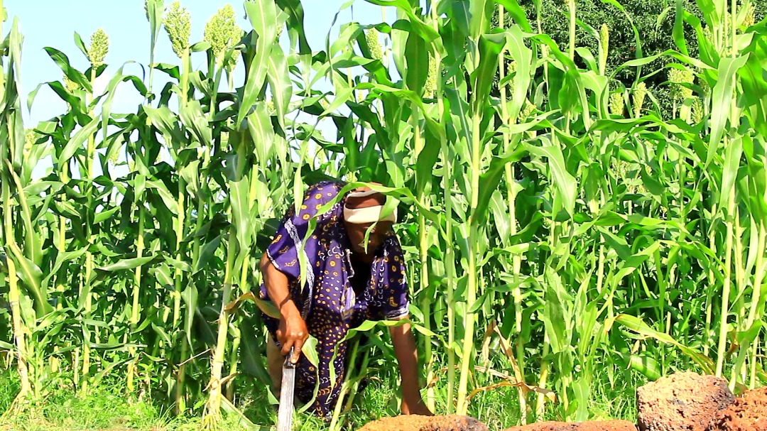 Ghanaian farmers embrace 'lost crops' to adapt to climate change ...