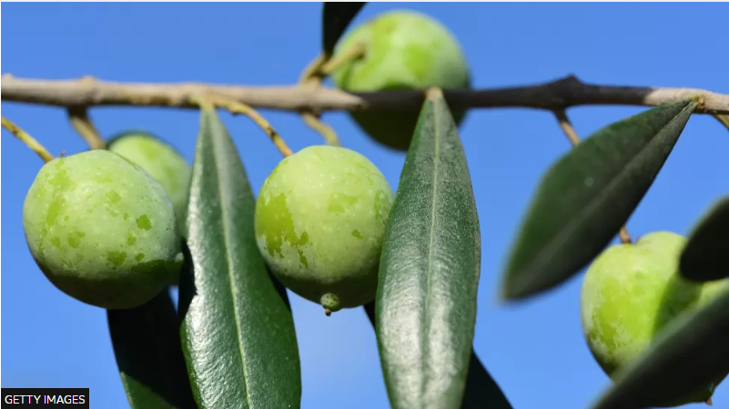 Sicily's rich olive pickings - the fruit of Italy's migrant ...